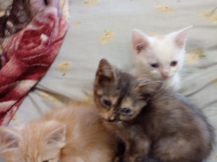 Продаются котята