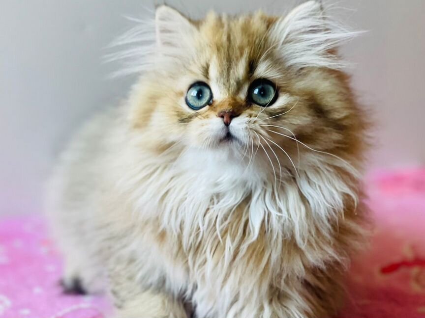 Котенок золотая шиншилла