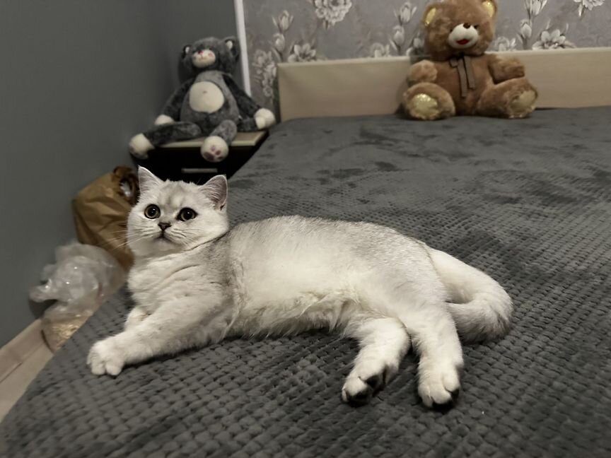 Продам шотландку