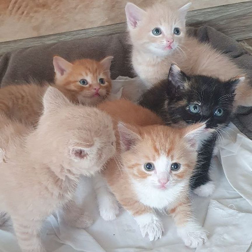 Котёнок в добрые руки