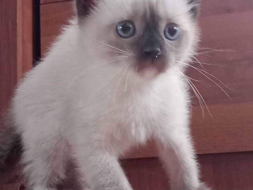 Кошка сиамская