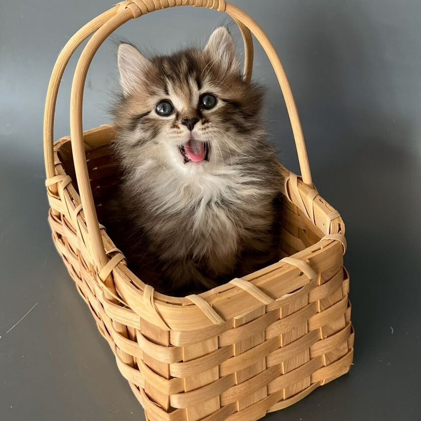 Счастье в дом