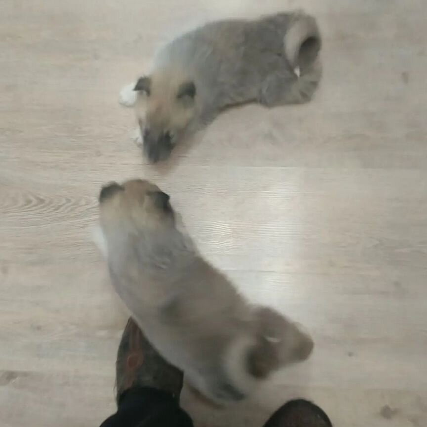 Западносибирская лайка, щенок