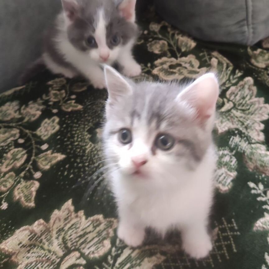 Котята русская пепельная