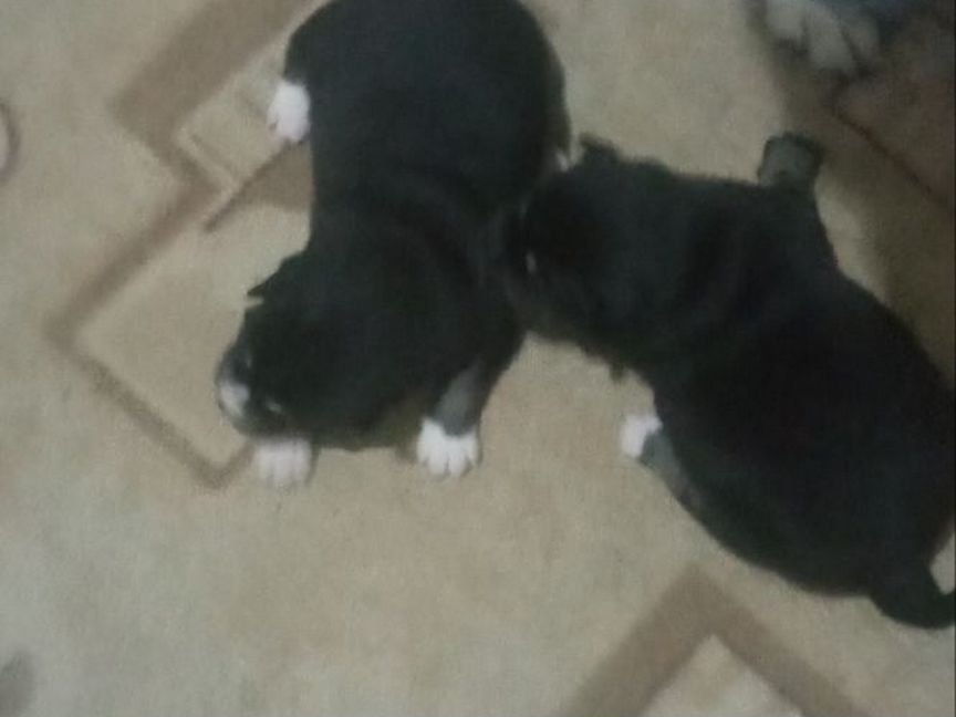 Собака в добрые руки.Щенки хаски