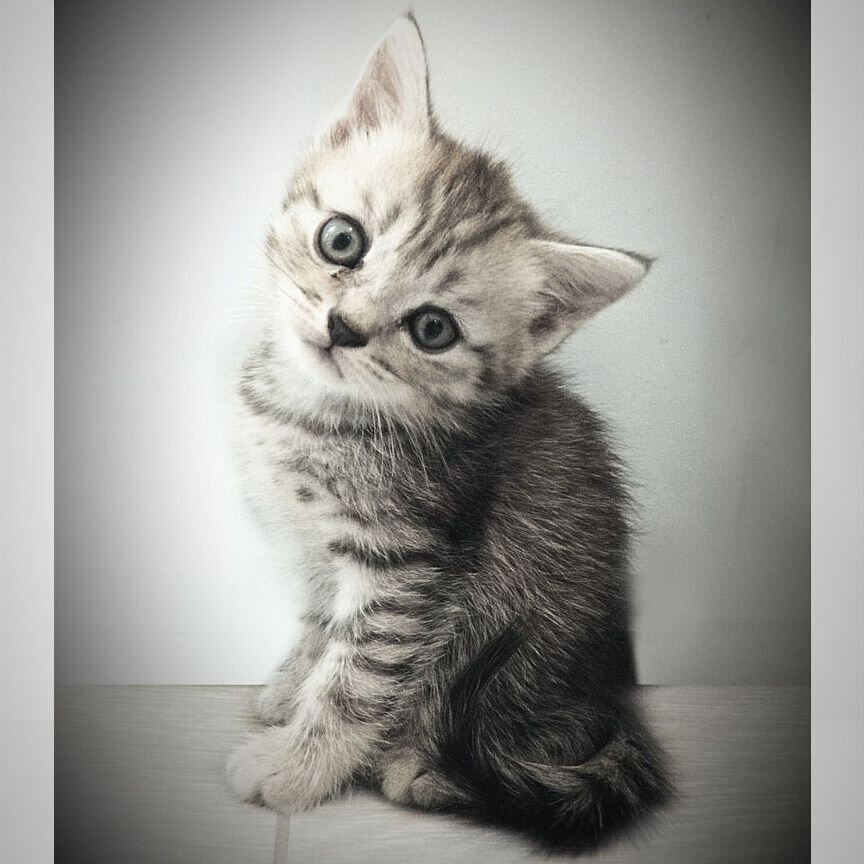 Шотландский Котёнок