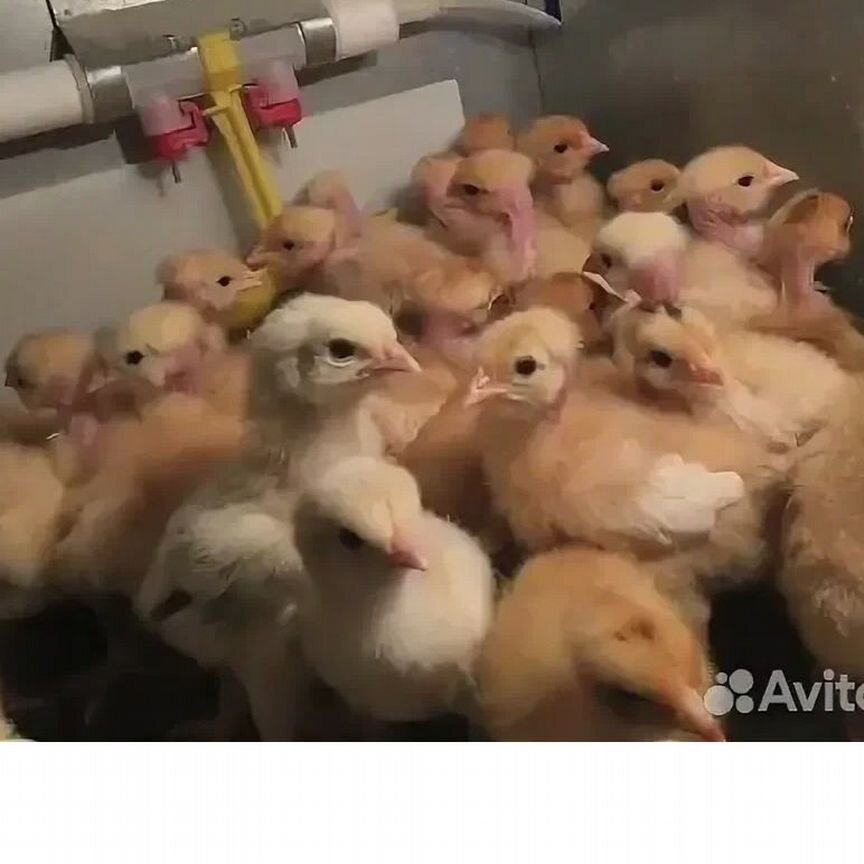 Цыплята цветного бройлера