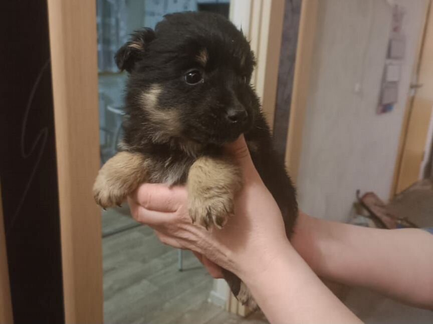 Собака в добрые руки отдам бесплатно