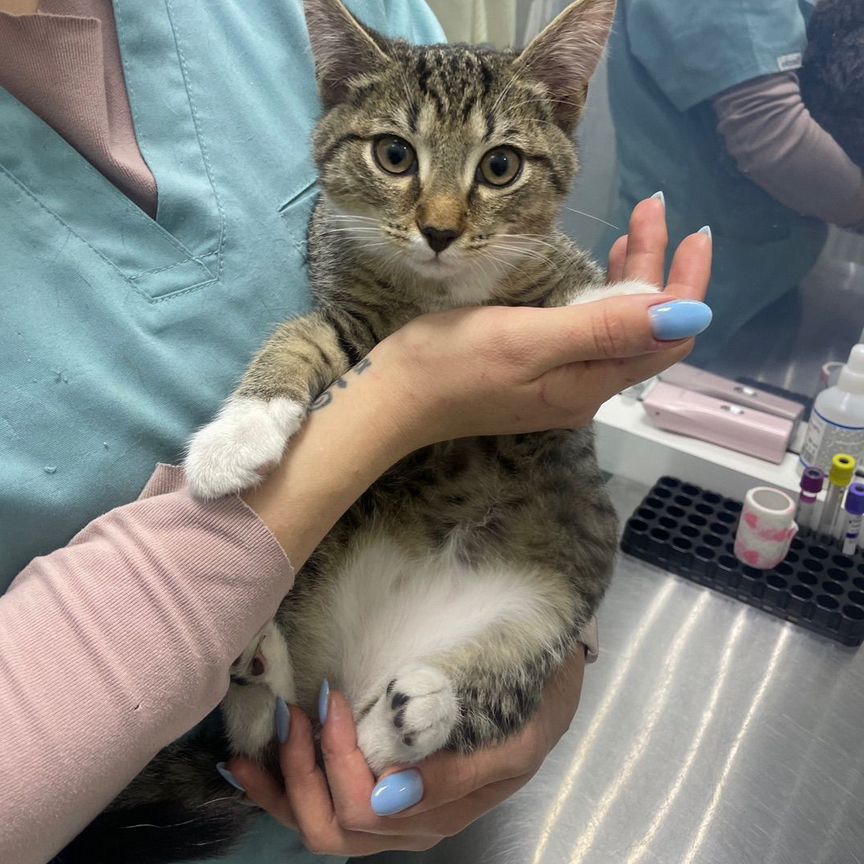 Котёнок в добрые руки