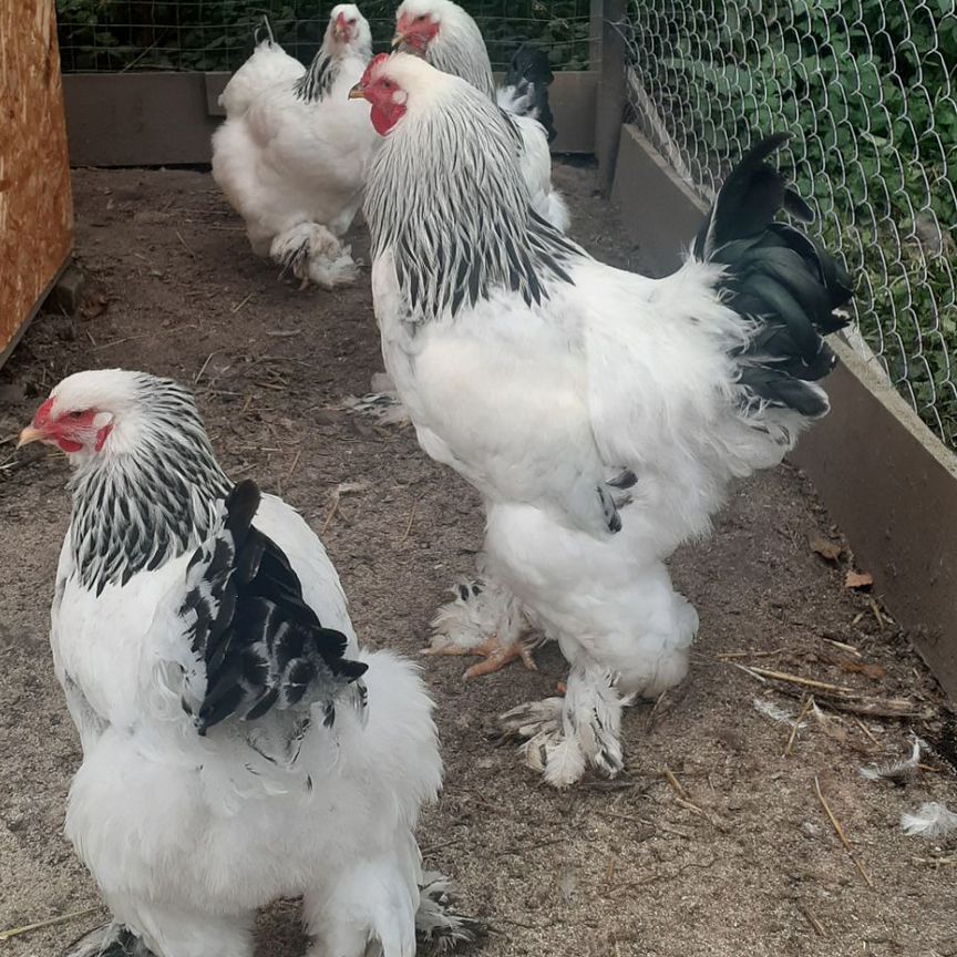 Продам яйцо на инкубацию
