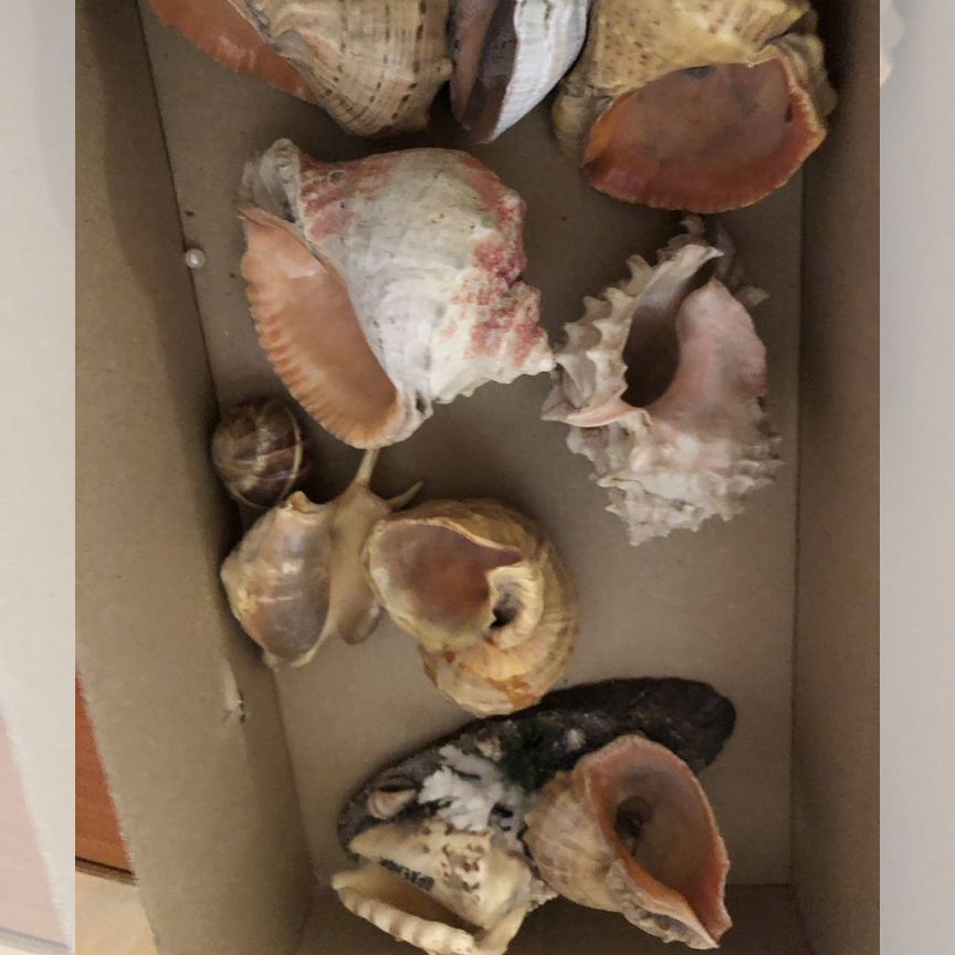 Морские раковины