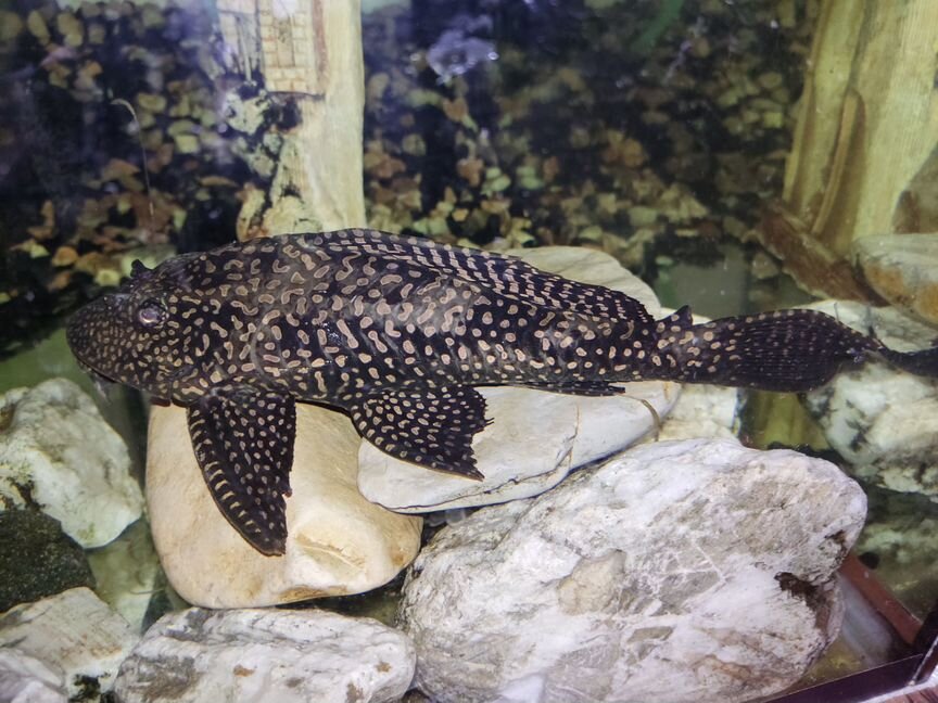 Сом птеригоплихт (Парчовый)