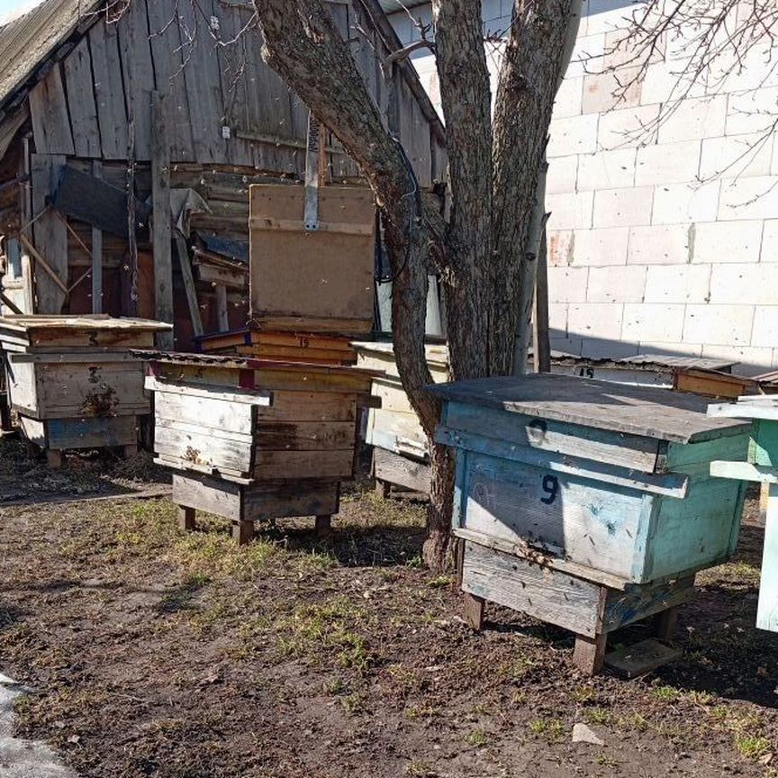 Продам пчелосемьи