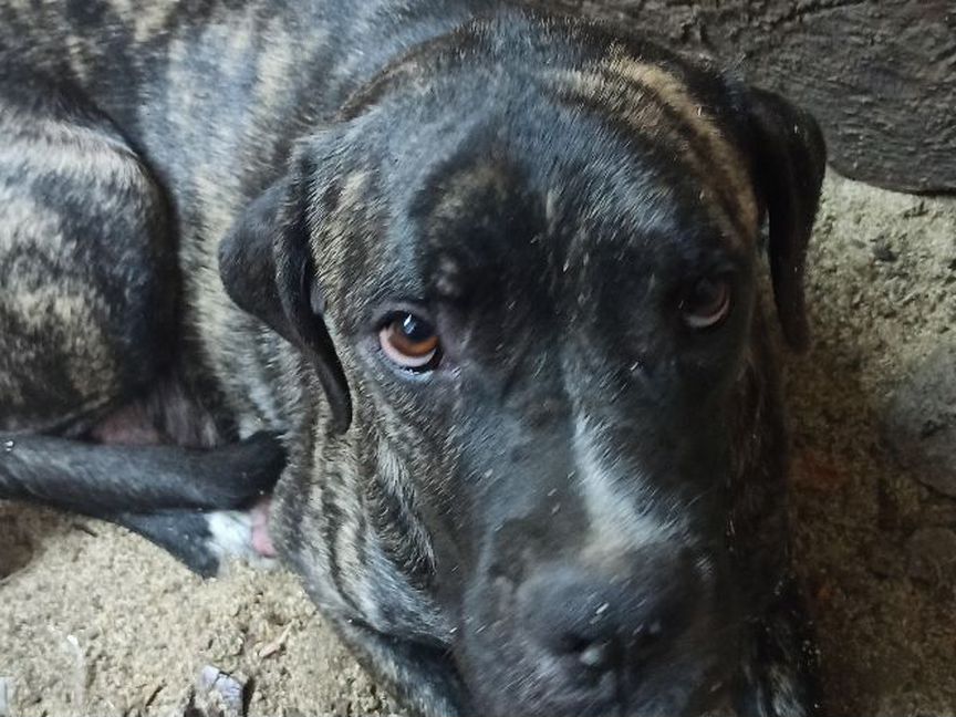 Щенки в добрые руки мама на фото