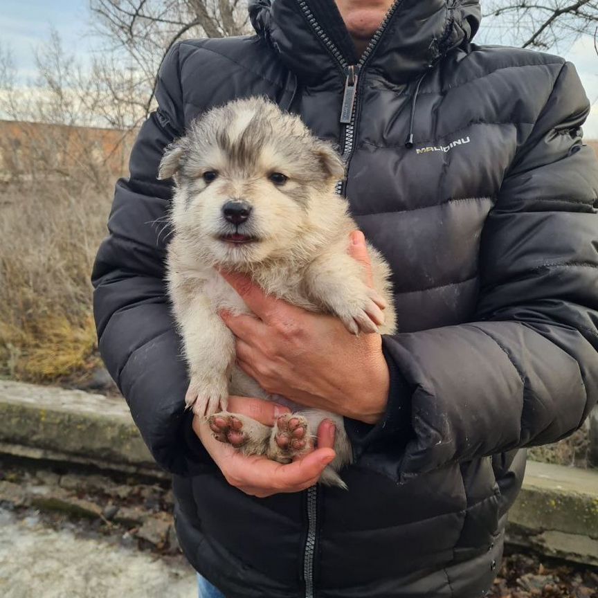 Щенята, нуждающиеся в доме и тепле