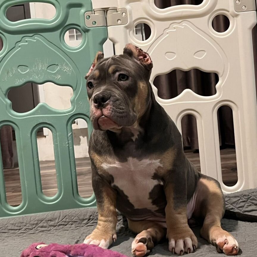 Американский булли, щенок