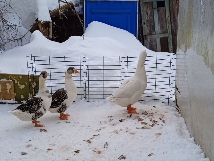 Семья гусей