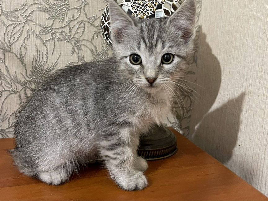 Котенок Ньютон серый в дар