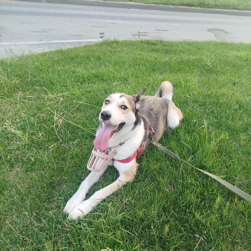 Собака в добрые руки