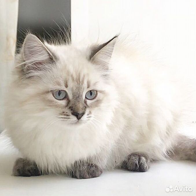 Невская маскарадная котик пушистый красавчик