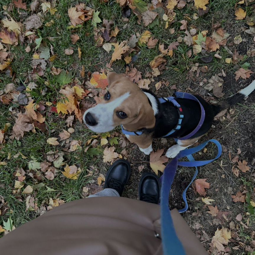 Бигль щенок 6 месяцев