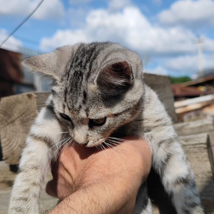 Кошенька котенок котенок котенок котенок