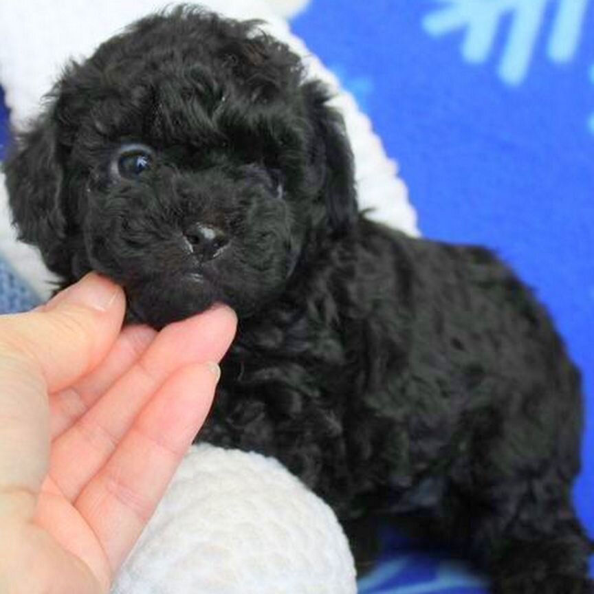 Мальтипу, щенок