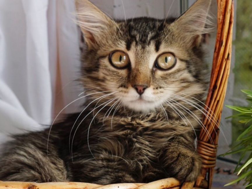 Сибирские котятки малышки, в добрые руки