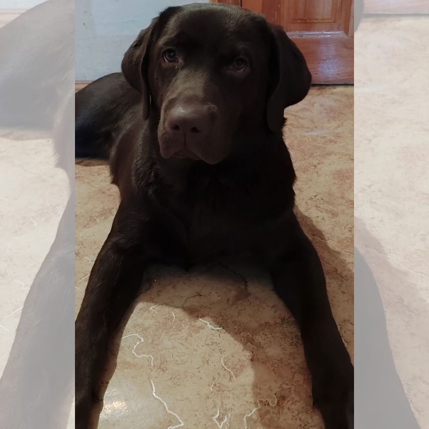 Лабрадор-ретривер, щенок