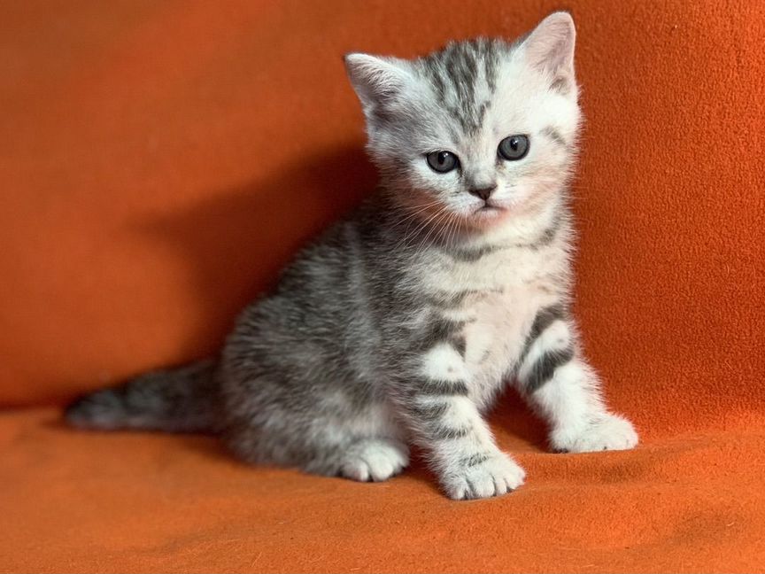 Котята