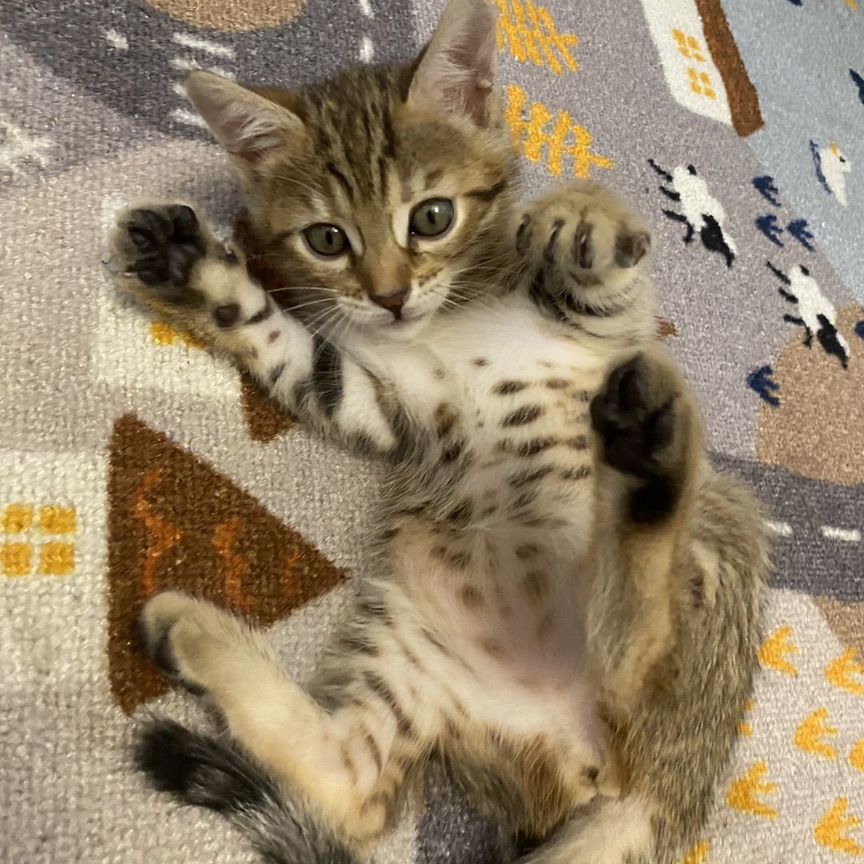 Бенгальская кошечка 2 мес