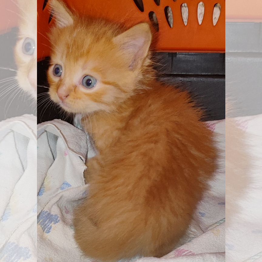 Котики в добрые руки