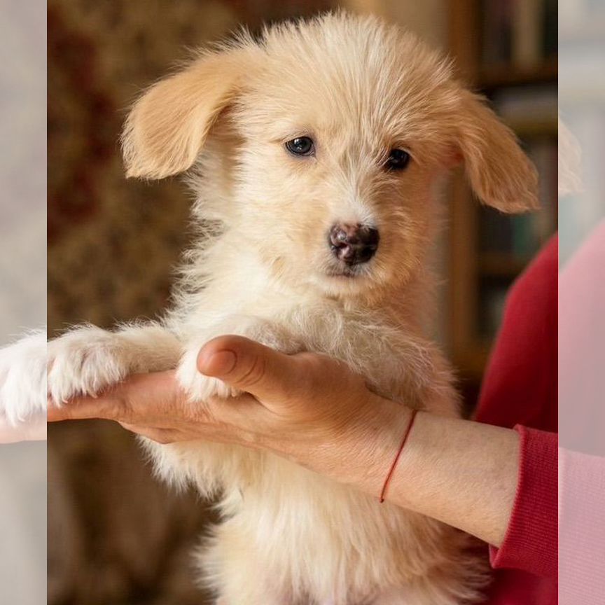 Щенок в добрые руки