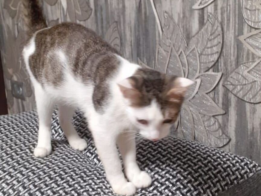 Котёнок Лаврик