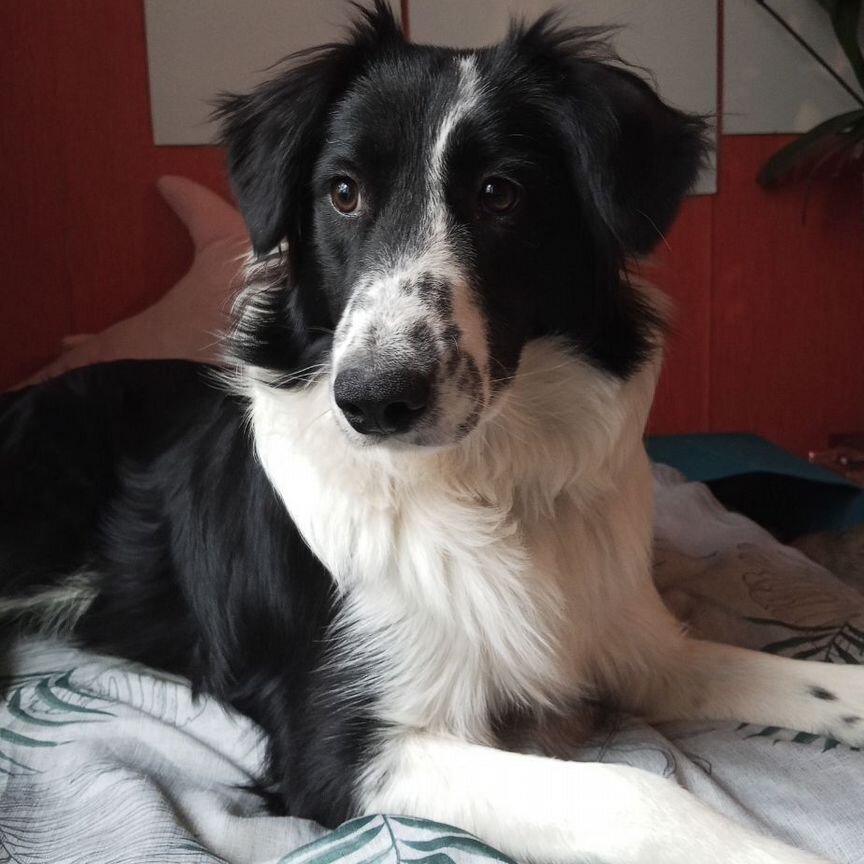 Бордер-колли, взрослая собака