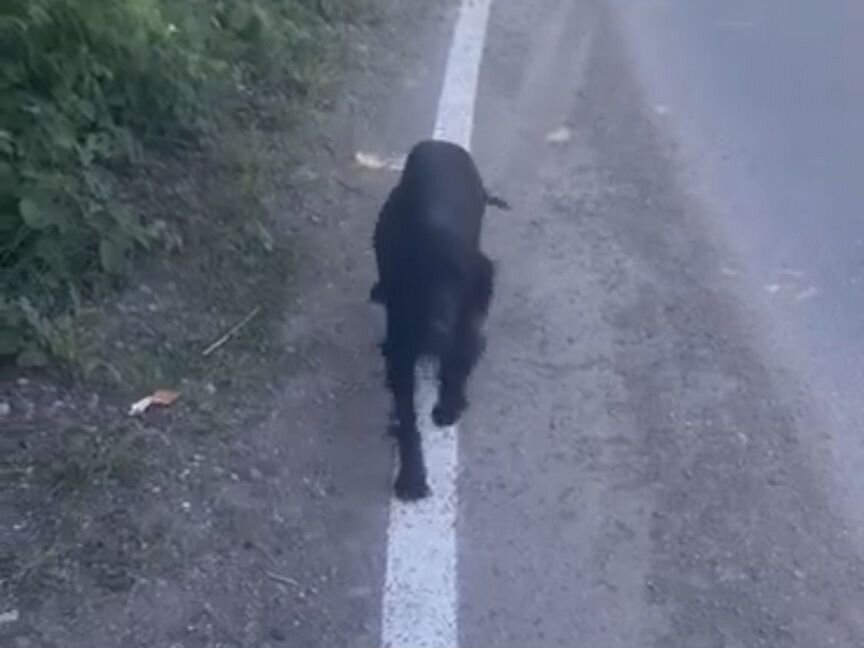 Черный ретривер