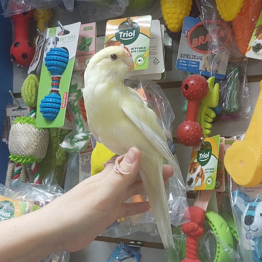 Попугай какарик