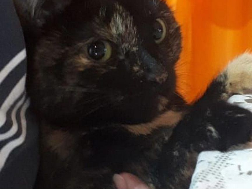 Кошки в добрые руки