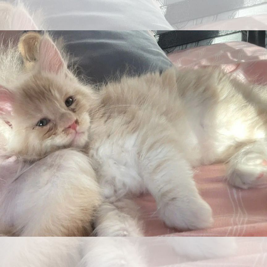 Мейн-кун котёнок