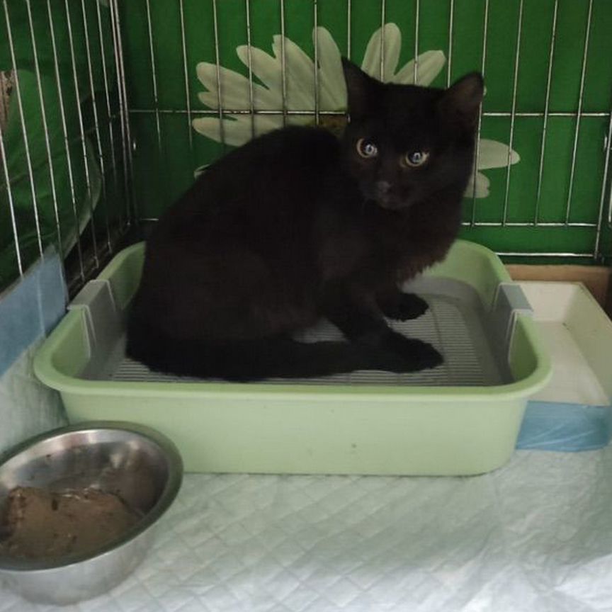 Котёнок в добрые руки