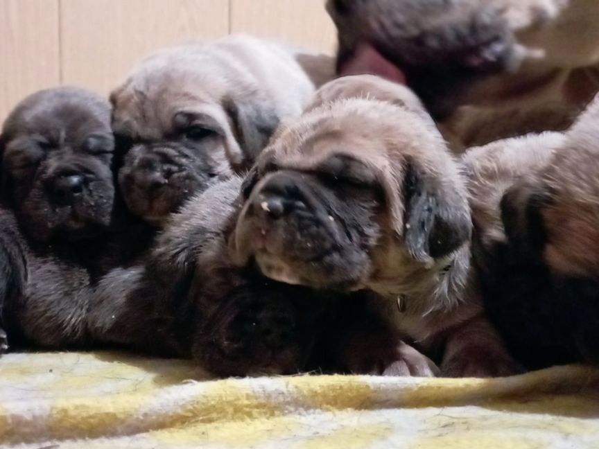 Щенки кане корсо