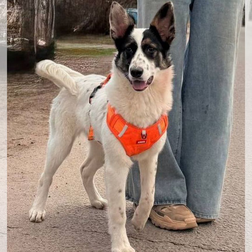 Австралийский хилер, щенок