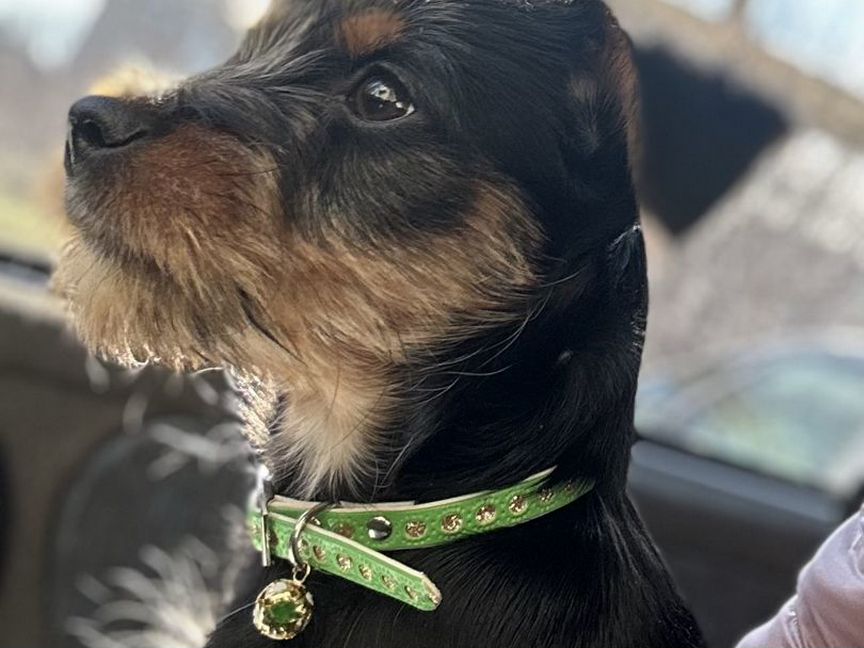 Йоркширский терьер