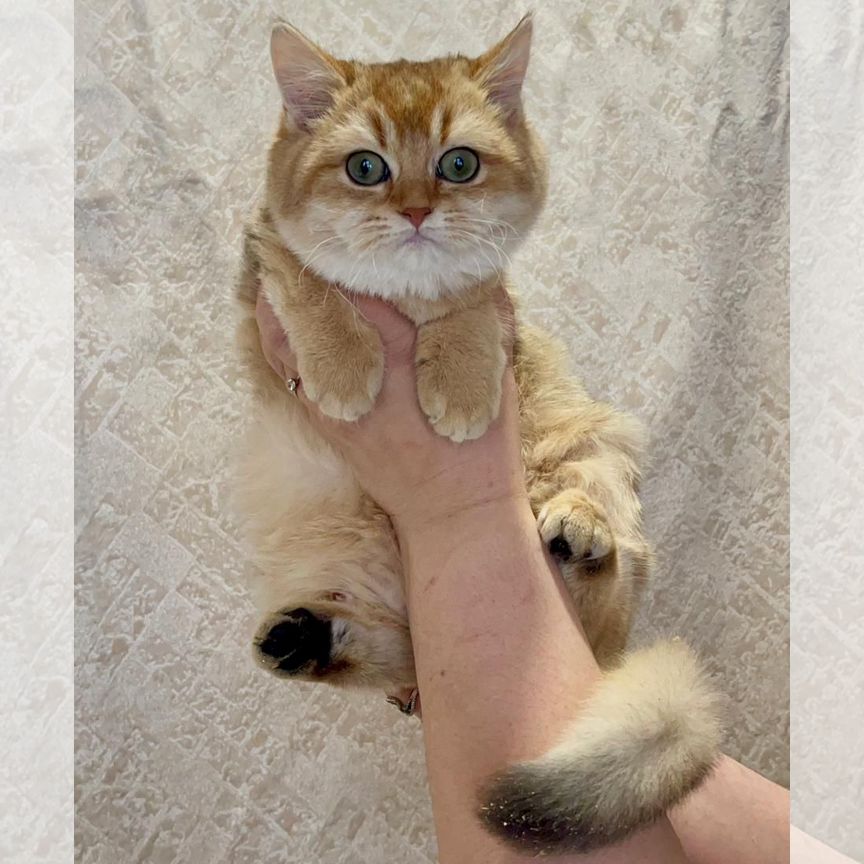 Котенок мальчик британец