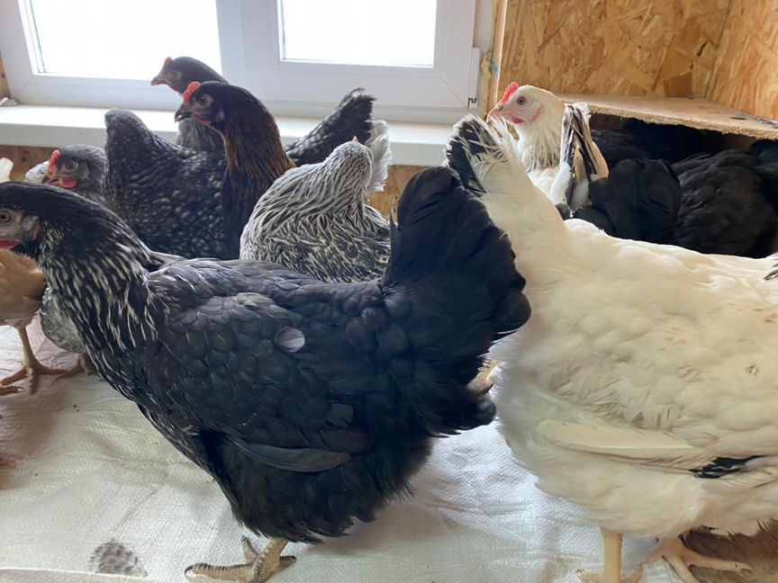 Куры Несушки