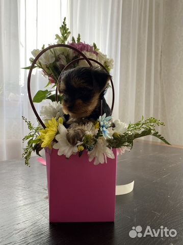 Йоркширский терьер