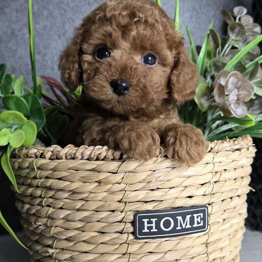 Той-пудель, щенок