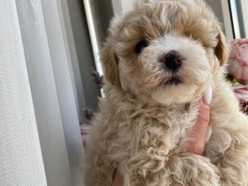 Щенки мальтипу f1 мини