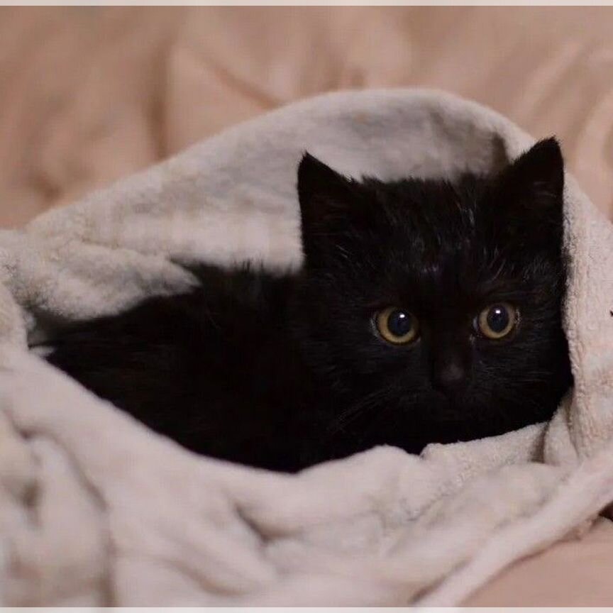 Котёнок в добрые руки