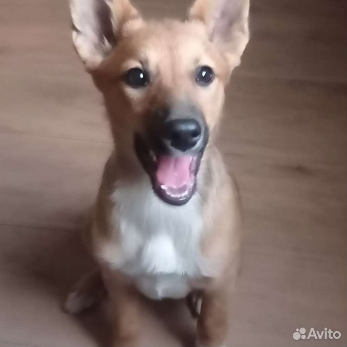 Щенок Маленькая собака дворняжка в добрые руки